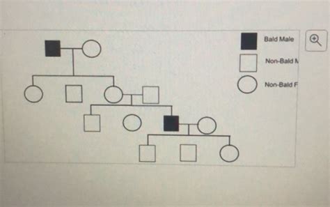The Image Contains A Pedigree Chart Showing Studyx