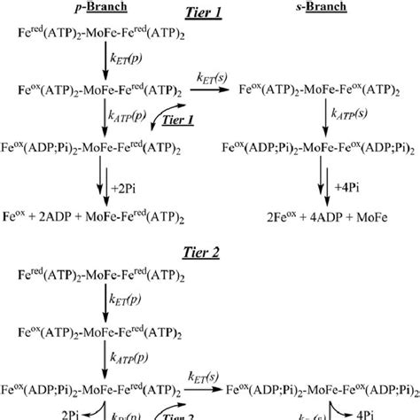 Nitrogenase Complex A Ribbon Diagram Of The Symmetrical Ternary