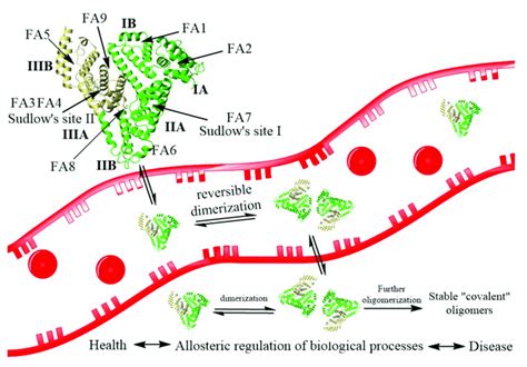 The Process Of Hsa Reversible Dimerization With Further Formation Of
