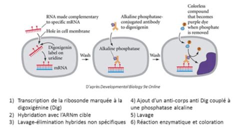 FOAD Histologie Cartes Quizlet
