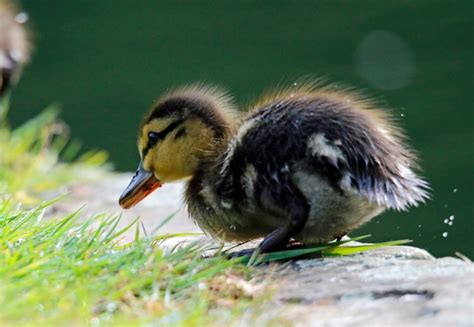 Premium Photo Mallard Ducklings Swimming On A Pond