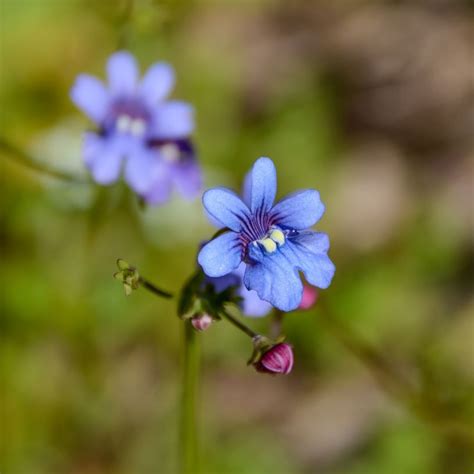 Nemesia Blue Gem Seeds The Seed Collection