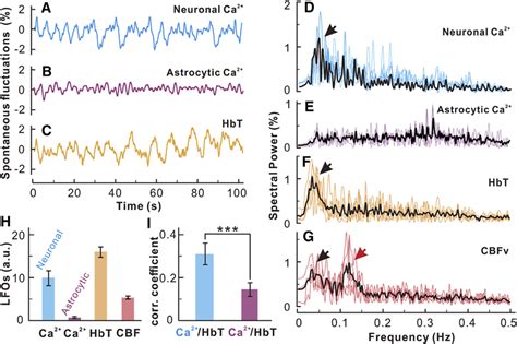 Resting State Neuronal But Not Astrocytic Ca 2 Slow Oscillations Download Scientific Diagram