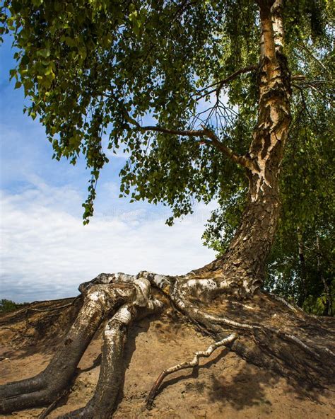 Tree Roots Exposed By Erosion Of The Soil Stock Image Image Of Outdoor Color