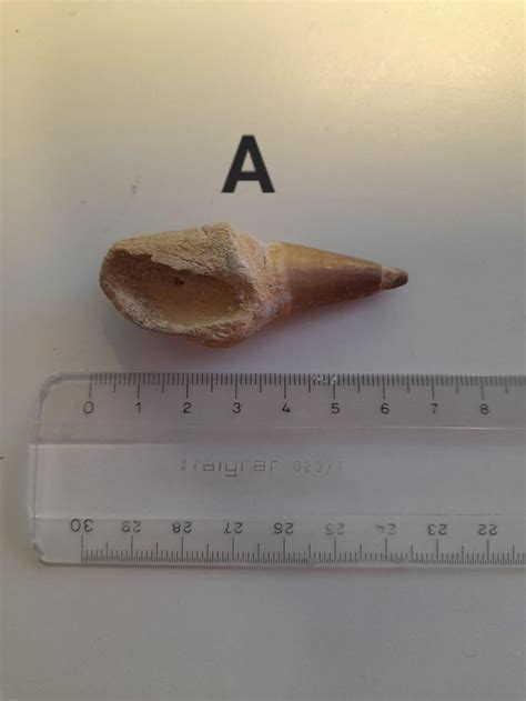 Fossils Identification Advice Rfossilhunting