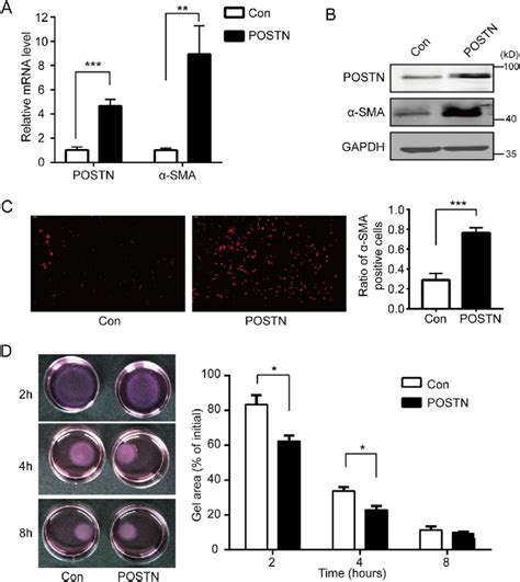 Postn Promotes Adventitial Fibroblast Activation And Contraction Mrna