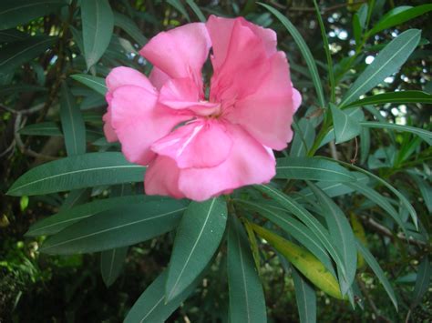 夹竹桃 夹竹桃科 安徽农业大学植物标本馆