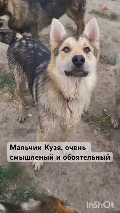 Мальчик Кузя очень смышленый и обонятельный ищет своих мама и пап 🙏🙏🙏 Youtube