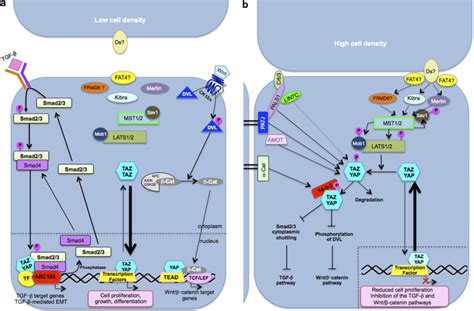 Cell Density Controls Taz And Yap Subcellular Localization A Hippo
