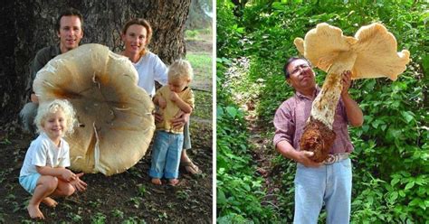The Largest Edible Mushroom On Our Planet Owes Its Impressive