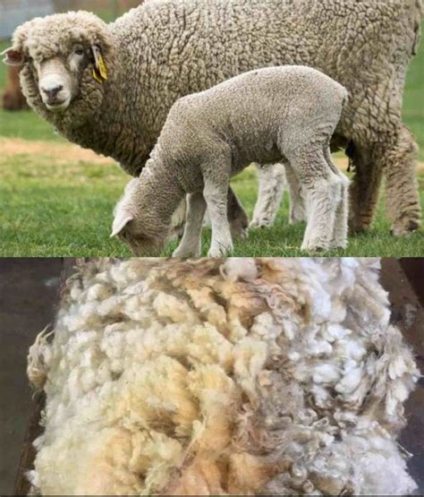 Types Of Wool Rows And Roses Types Of Wool Breeds Of Sheep