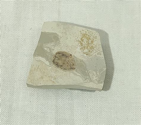 Seed Fossil 1 Fossils For Sale
