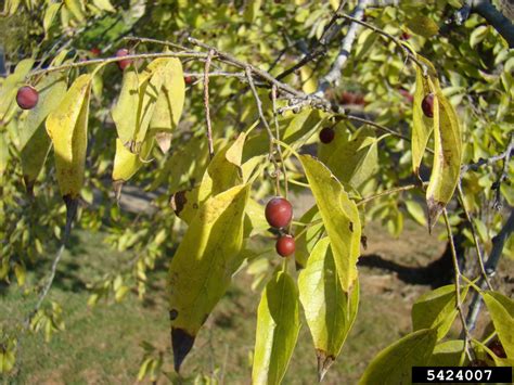 Sugar Hackberry Tree Montgomery