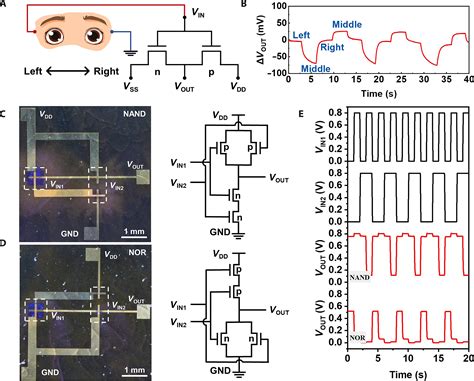 Single Ambipolar Oectbased Inverter With Volatility And Nonvolatility On Demand Science Advances