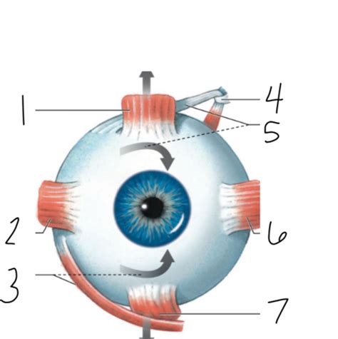 Chapter 10 The Muscular System Axial Musculature UAB BY 115