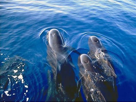 Pilot Whale Diet Long Finned Pilot Whale Khavxf