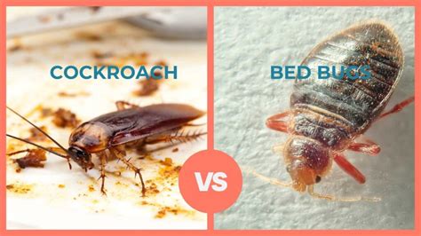 Bed Bug Vs Roach Key Differences Bites And Control Strategies