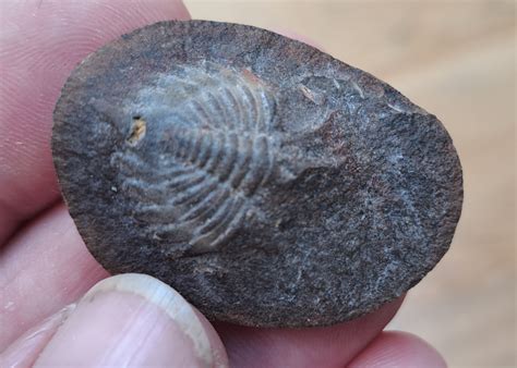 Peruvian Trilobite Pygidium Fossil Id The Fossil Forum