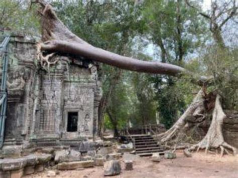 ដើមឈើមួយចំនួននៅក្នុងប្រសាទអង្គរត្រូវបានកាត់ចេញដើម្បីចៀសវាងបង្កហានិភ័យដល