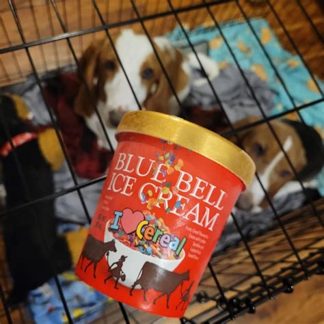 Dinkin Flicka R Icecream