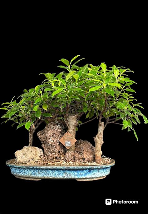 Ficus Microcarpa Forest Online Delhi India