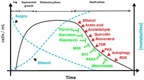 Yeast Life Span And Its Impact On Food Fermentations