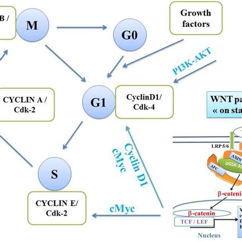 Cell Division Cycle Four Cyclin Cdk Kinase Complexes Control