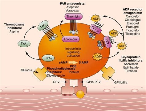 Mekanisme Aspirin Sebagai Antiplatelet At Karla Trent Blog