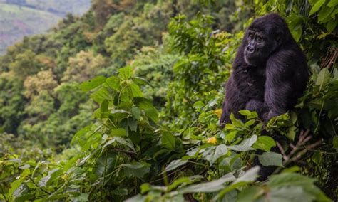 Gorilla Trekking In Bwindi Impenetrable National Park Uganda Gorilla Tour