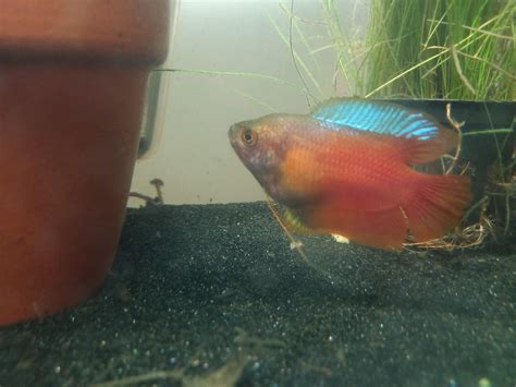 Male Or Female Rgourami