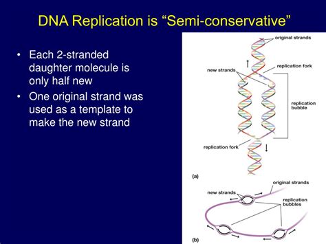 Ppt Dna The Molecular Basis Of Inheritance Powerpoint Presentation