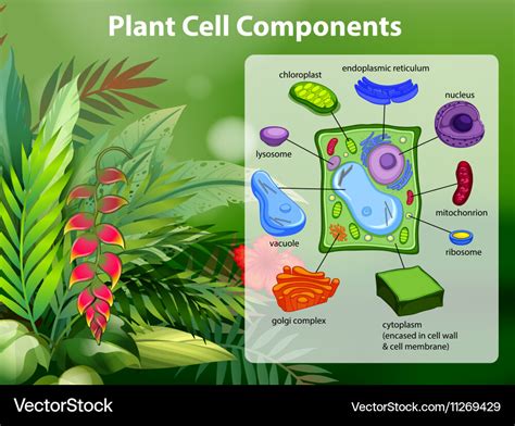 Plant Cell Components Diagram Royalty Free Vector Image