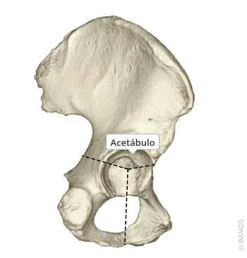 Acetábulo E Anatomy Imaios