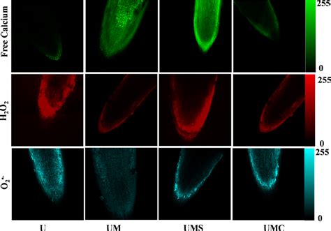 Effect Of No Mediated Mt On Root Tip Staining Of I Intracellular Free Download Scientific
