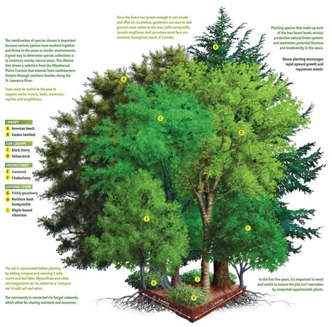 Miyawaki Method Benefits Of Planting A Tiny Dense Forest Near You