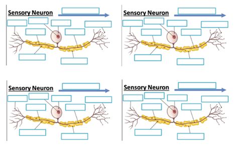 Structure And Function Of Neurons And Hebbs Theory 2 Part Lesson Aqa Gcse Psychology 9 1
