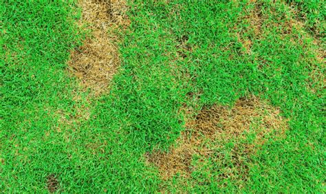 Gahanna Lawn Disease Control Weed Busters Of Ohio