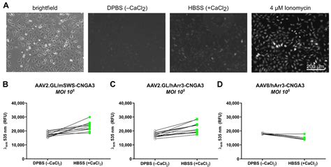 A Bioengineered In Vitro Model To Assess Aav Based Gene Therapies For Cyclic Gmp Related Disorders