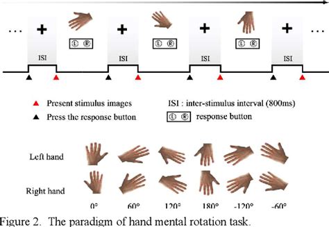 Figure 2 From The Effect Of Mirror Visual Feedback Therapy On The Hand Mental Rotation In Stroke