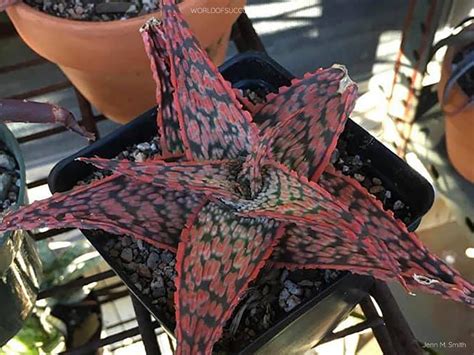 Aloe Firecracker World Of Succulents