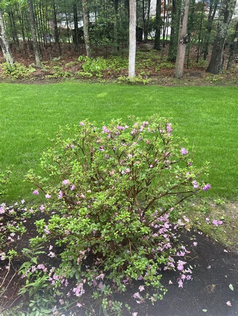Overgrown Azalea Pruning Rgardening