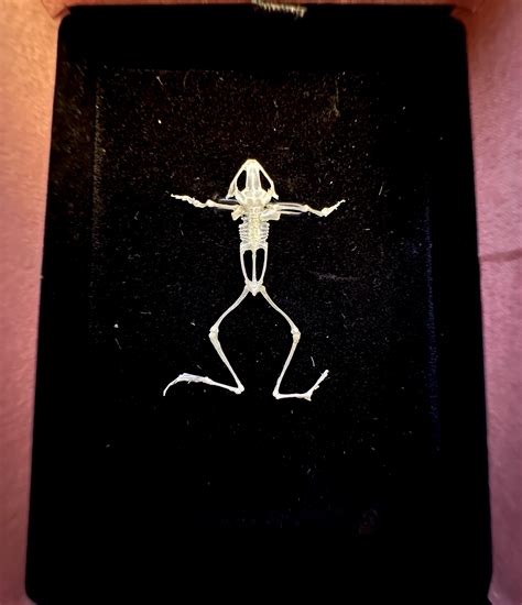 Dwarf Puddle Frog Oxidized Skeleton Rvultureculture