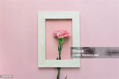핑크 파스텔 종이 배경에 나무 프레임에 자연 카네이션 꽃 개화기에 대한 스톡 사진 및 기타 이미지 개화기 공란 꽃 나무