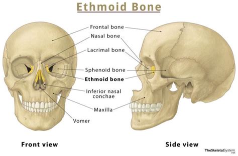 Ethmoid Bone Location Function Anatomy And Diagram