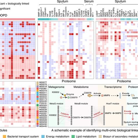 Overview Of Microbiomemetabolitehost Interaction In Copd Clustered