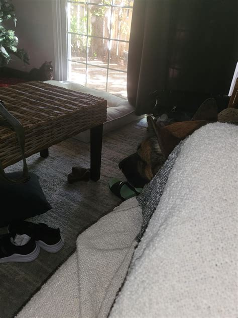 Oc My Nephew Crawled Up On The Pull Out Couch Ive Been Sleeping On