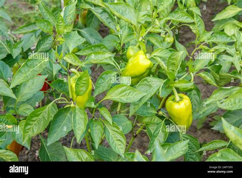 Green Bell Peppers Growing On Bushes In The Garden Bulgarian Or Sweet