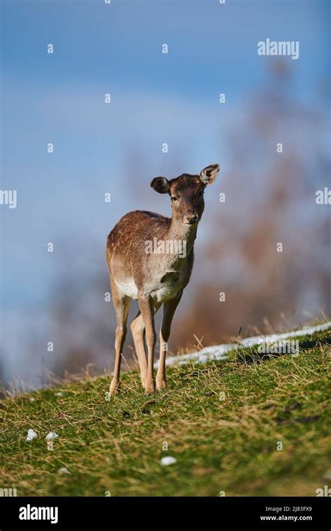 Common Fallow Deer Dama Dama Female In The Alps Wildlife Park Aurach