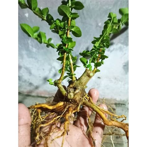Jual Bahan Bonsai Sancang Prospek Shopee Indonesia