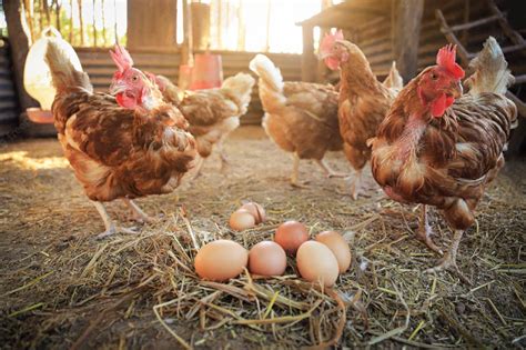 How To Make Money Farming 5 Acres How To Farming